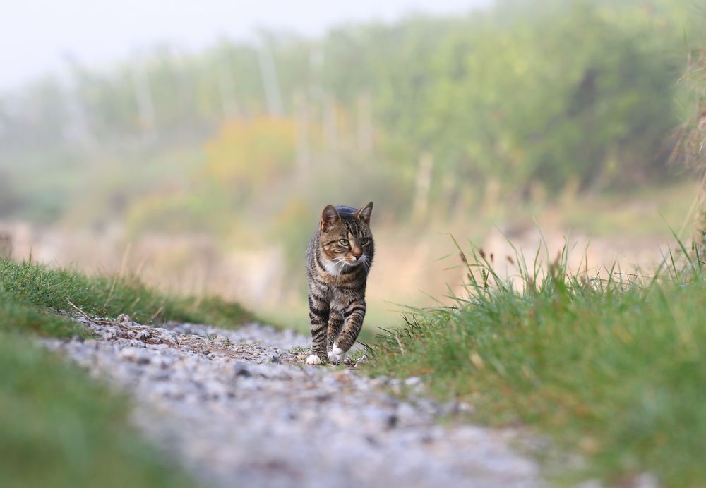 kleine Katze Foto & Bild | tiere, haustiere, katzen Bilder auf ...