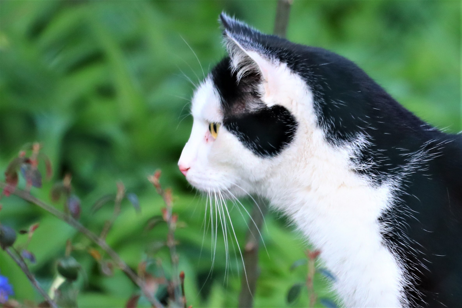 Kleine Katze Foto & Bild | natur, tiere, tierdetails Bilder auf ...