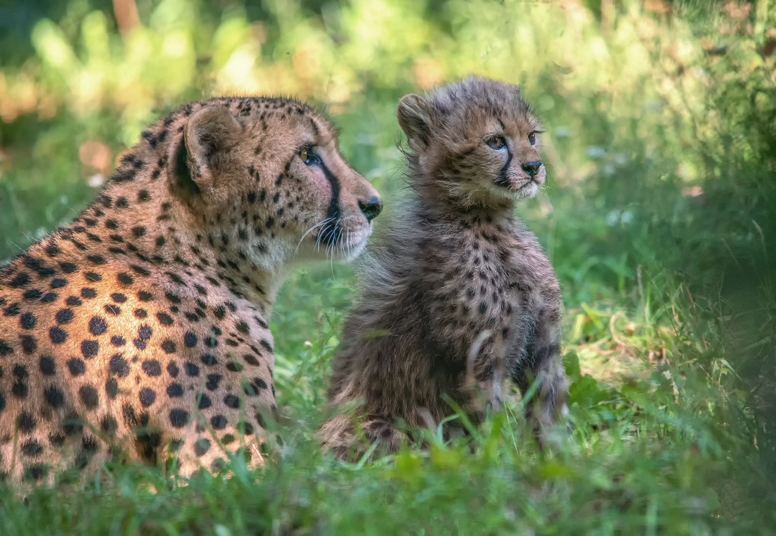 Kleine Katze Foto & Bild | tiere, zoo, wildpark & falknerei, säugetiere ...