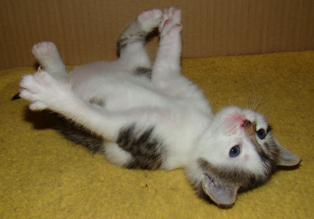 Kleine Katze Foto & Bild | tiere, natur Bilder auf fotocommunity