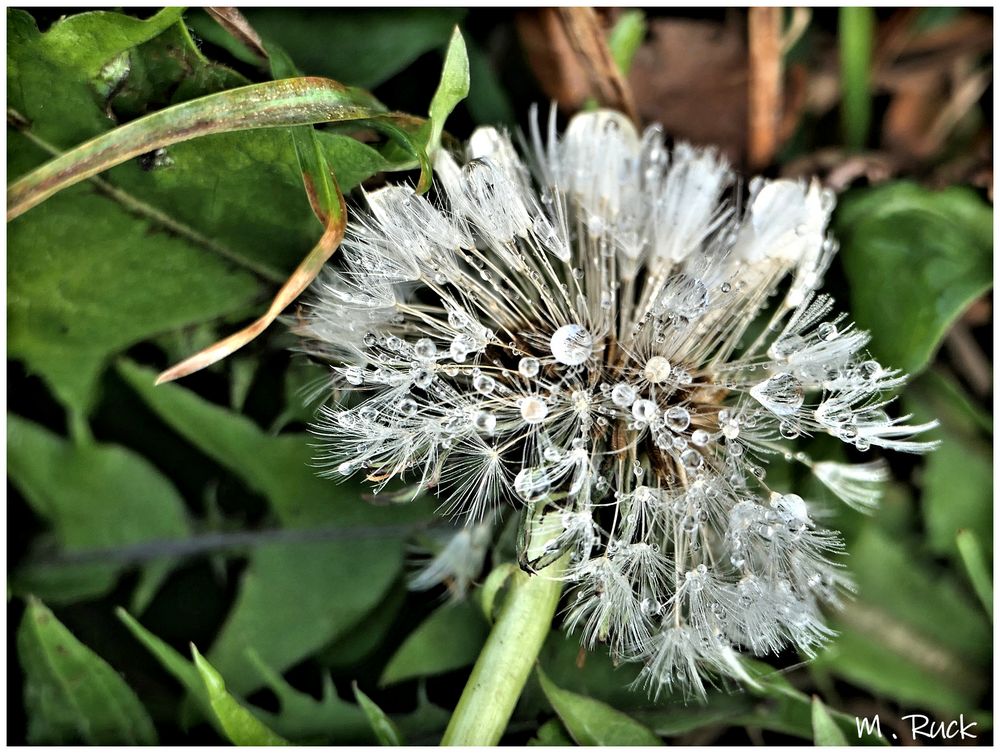 Kleine Kunstwerke der Natur , Foto & Bild | pflanzen, pilze & flechten, blüten- & kleinpflanzen ...