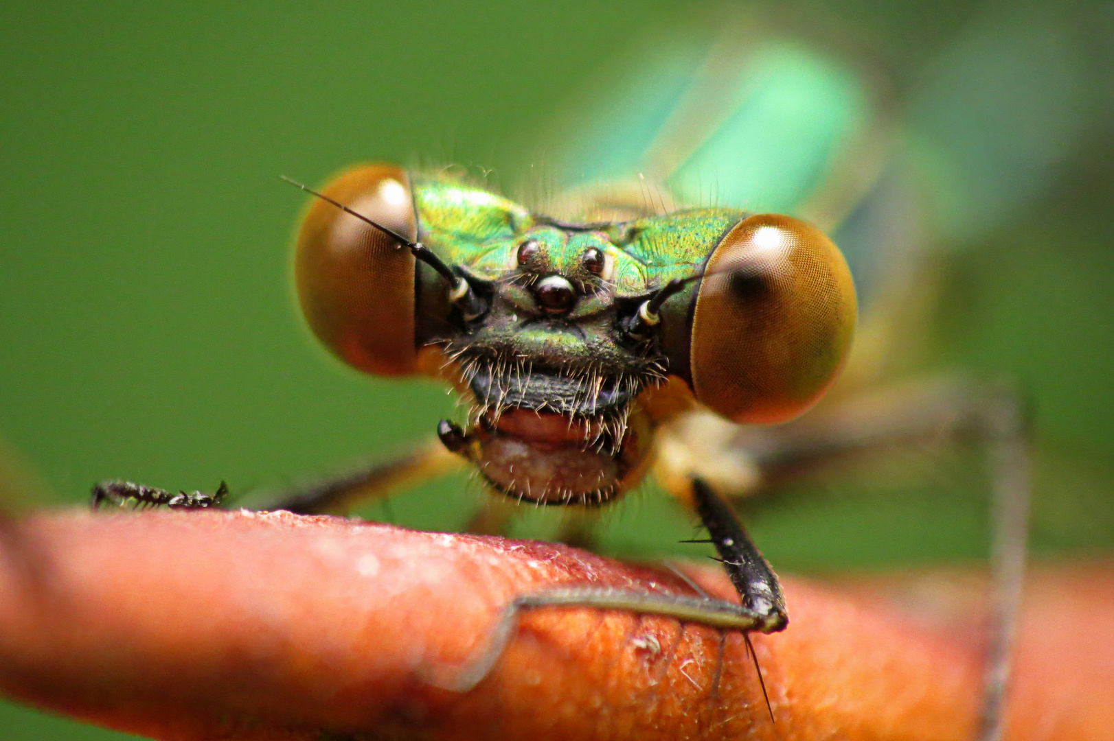 Kleine Libelle - ganz Groß Foto & Bild | tiere, tierdetails, makro ...