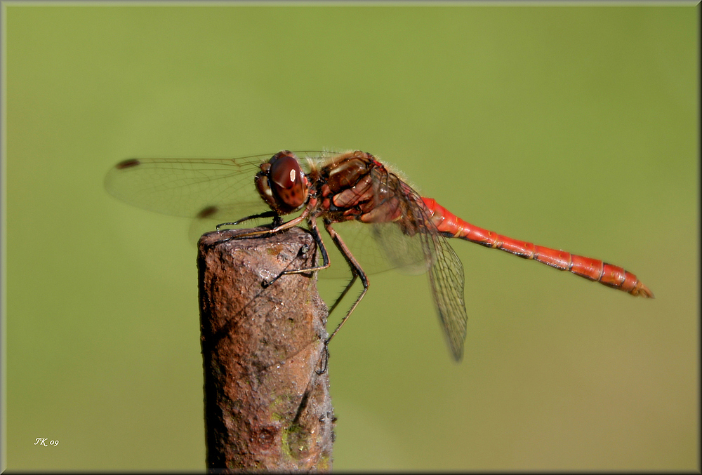 Kleine Libelle ganz groß Foto & Bild | tiere, wildlife, libellen Bilder ...