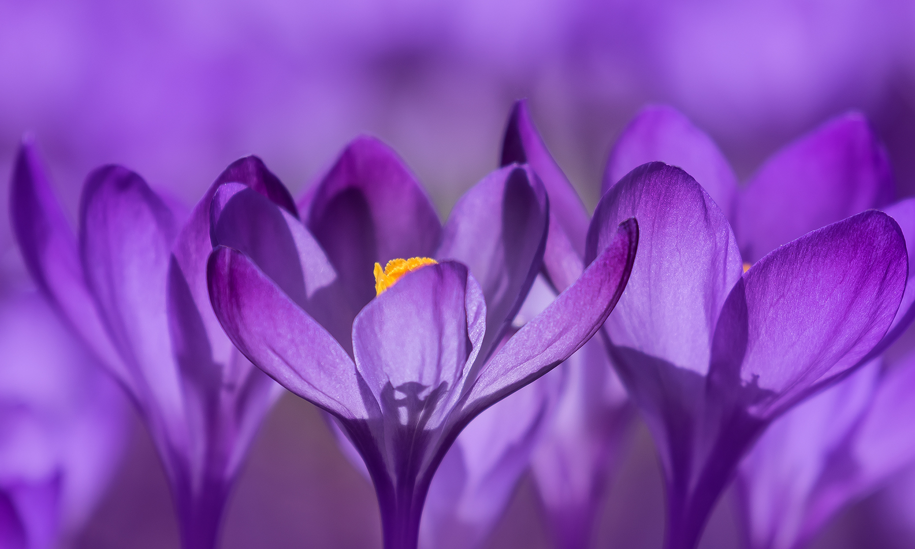 kleine lila Welt mit Besucher Foto & Bild | lila, frühling, natur ...