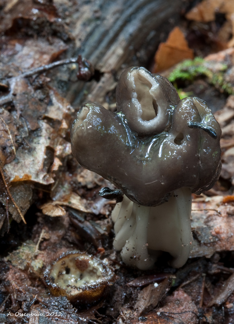 kleine Lorchel Foto & Bild | pflanzen, pilze & flechten, pilze ...