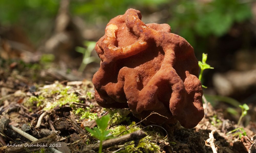 kleine Lorchel Foto & Bild | pflanzen, pilze & flechten, pilze ...