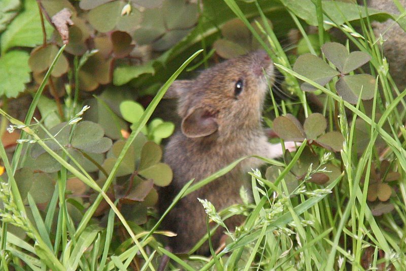 kleine Maus Foto & Bild | tiere, wildlife, säugetiere Bilder auf ...