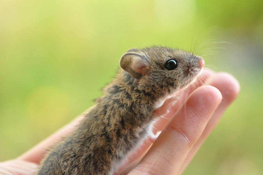 Kleine Maus Foto & Bild | tiere, tier und mensch, natur Bilder auf ...