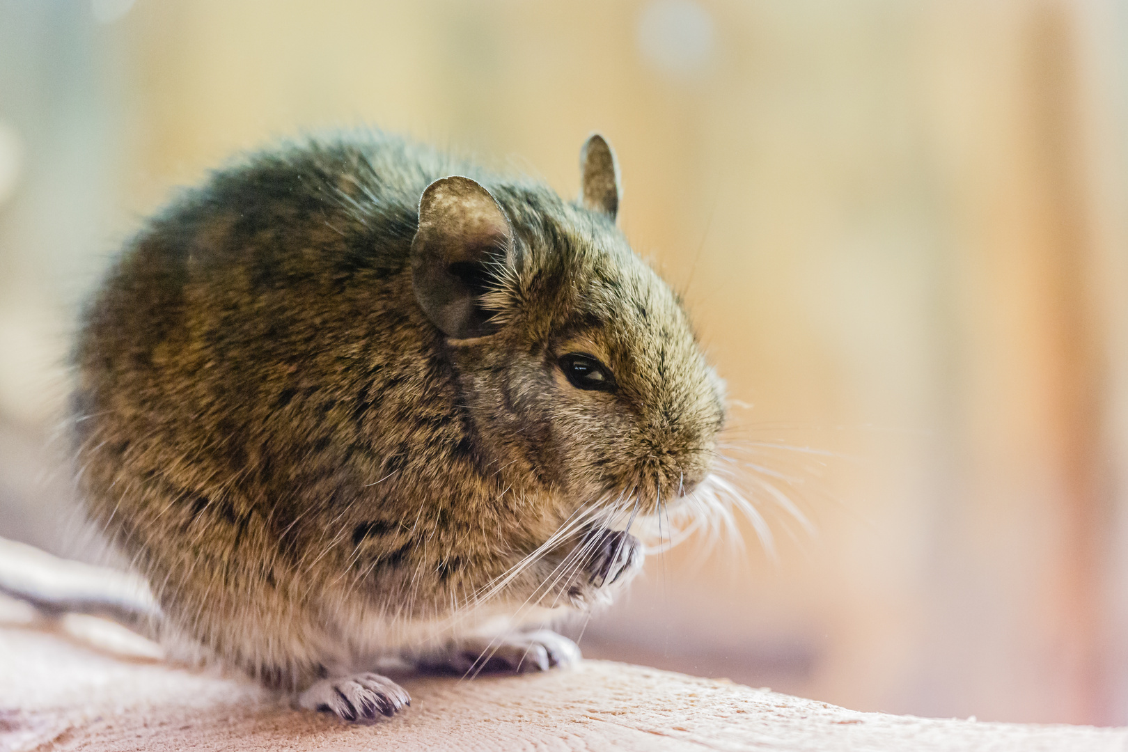 Kleine Maus Foto & Bild | tiere, zoo, wildpark & falknerei, säugetiere ...