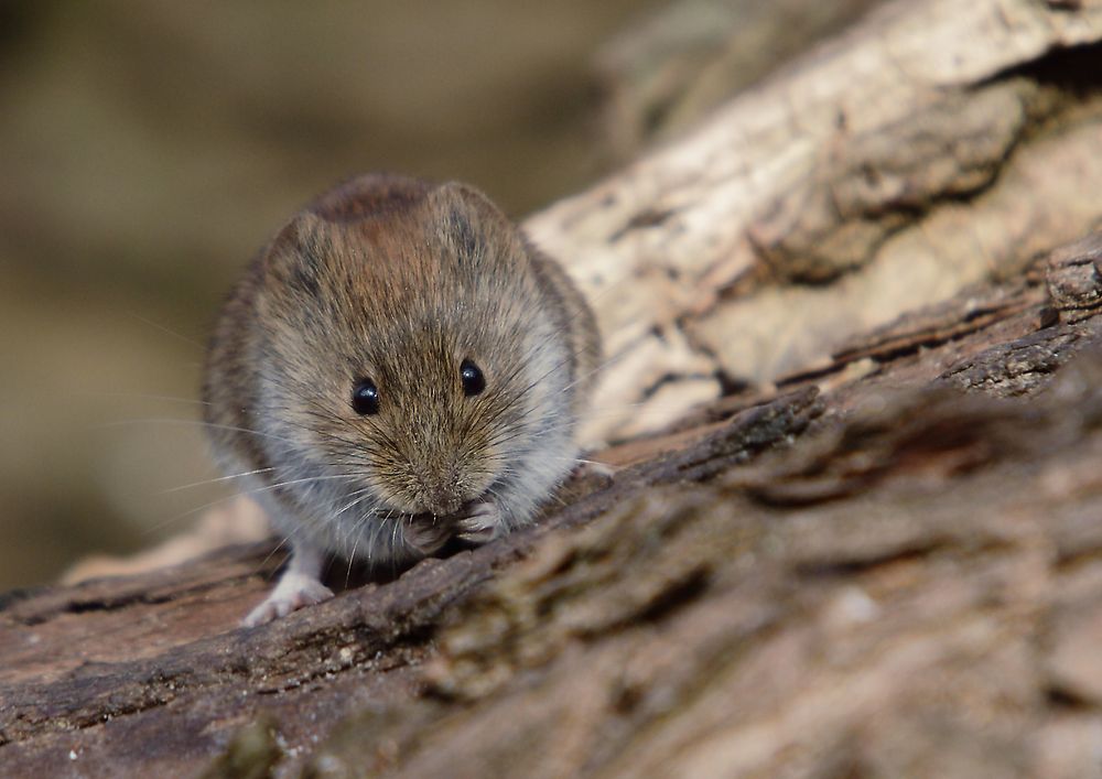 Kleine Maus Foto & Bild | nagetiere, maus, natur Bilder auf fotocommunity