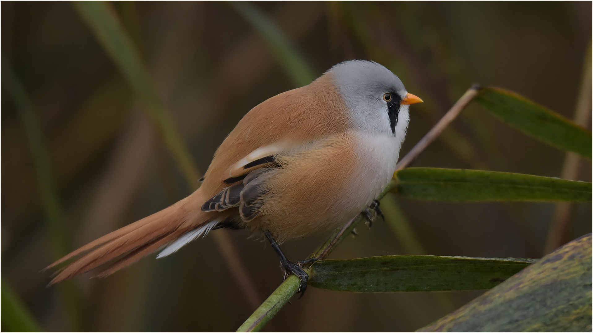 Kleine Meise Foto & Bild | bartmeisen, natur, tiere Bilder auf ...