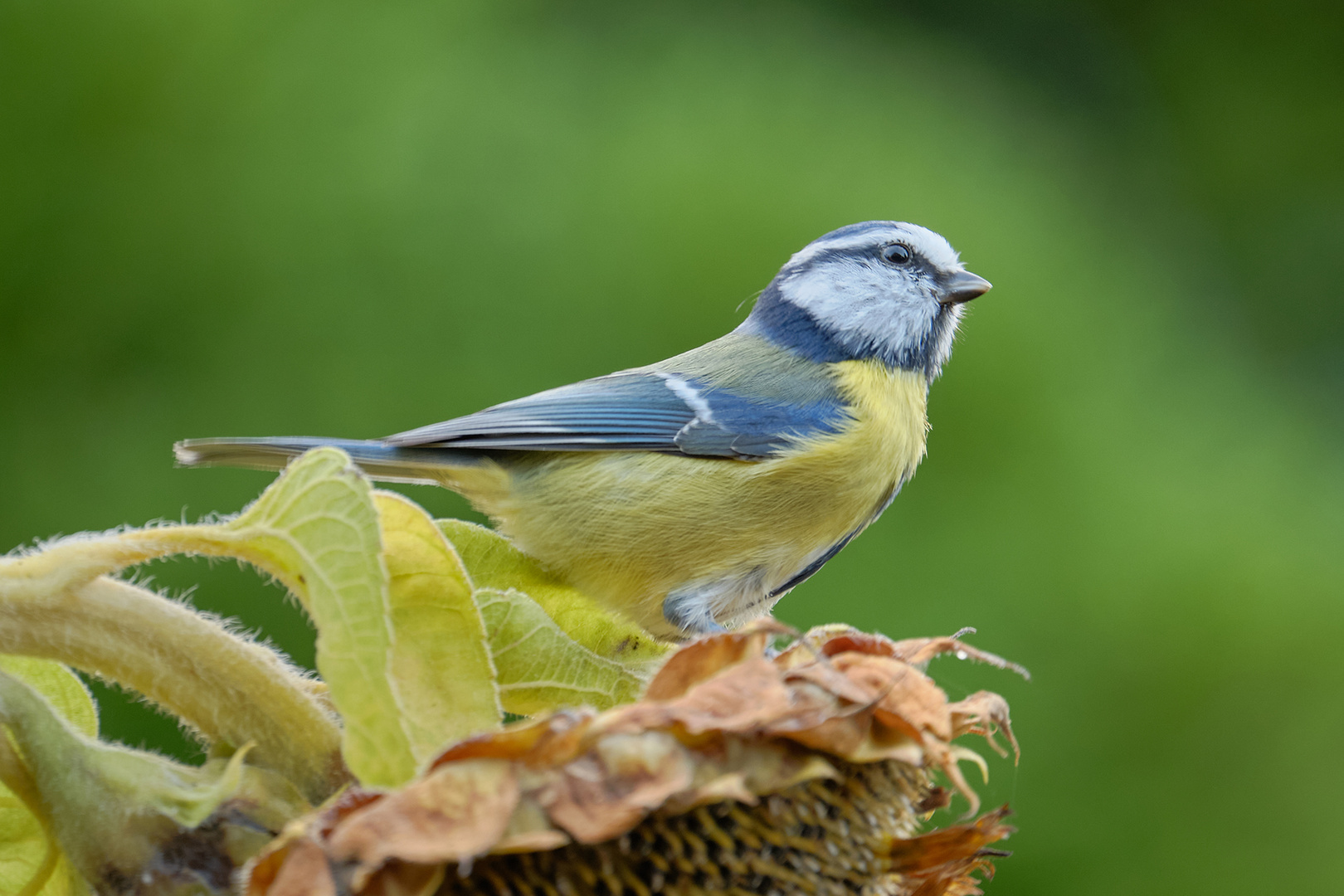 kleine Meise Foto & Bild | natur, herbst, landschaft Bilder auf ...