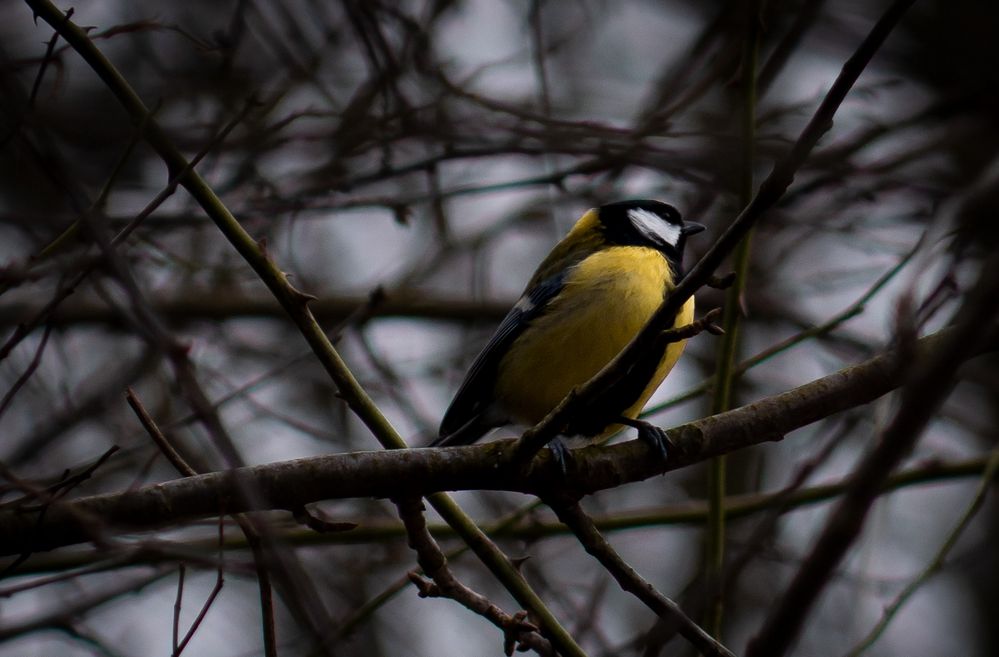 Kleine Meise Foto & Bild | tiere, wildlife, wild lebende vögel Bilder ...