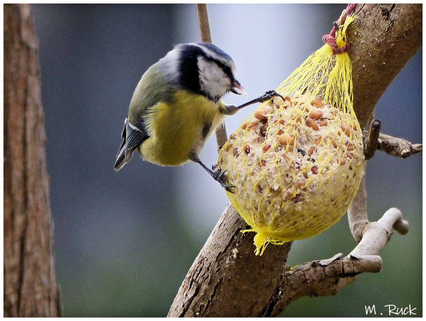 Kleine Meise an ihrer Futterstelle , Foto & Bild | natur-kreativ ...