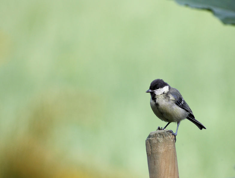kleine meise Foto & Bild | tiere, wildlife, wild lebende vögel Bilder ...