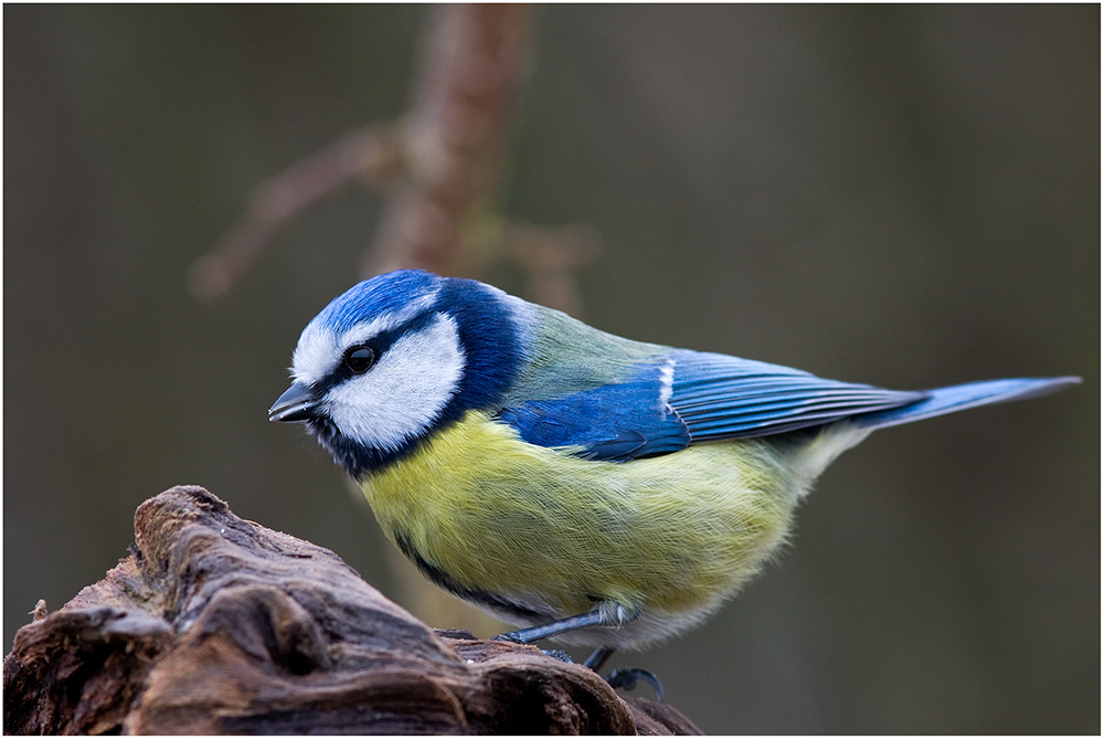 Kleine Meise, kleine Meise, sag wo ... Foto & Bild | tiere, wildlife ...