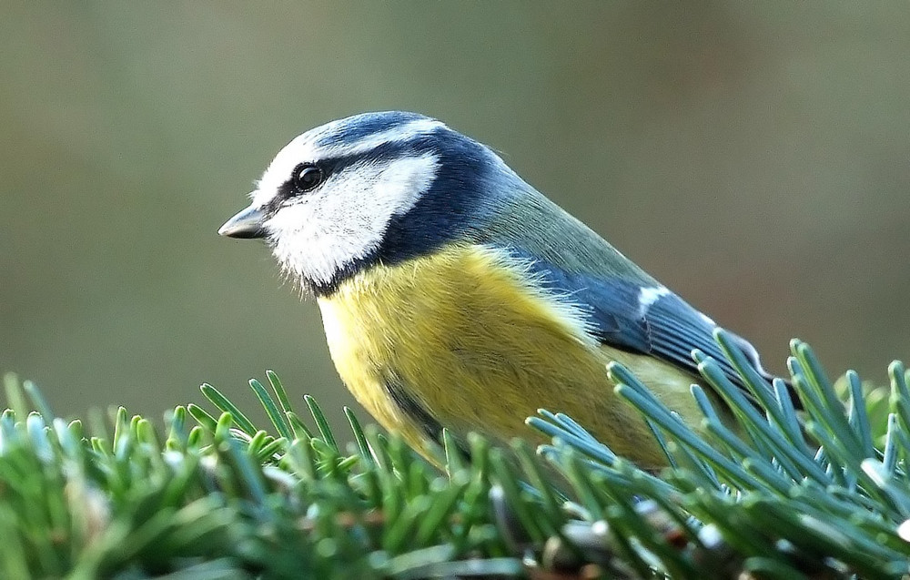 Kleine Meise mal ganz groß...!! Foto & Bild | tiere, wildlife, wild ...