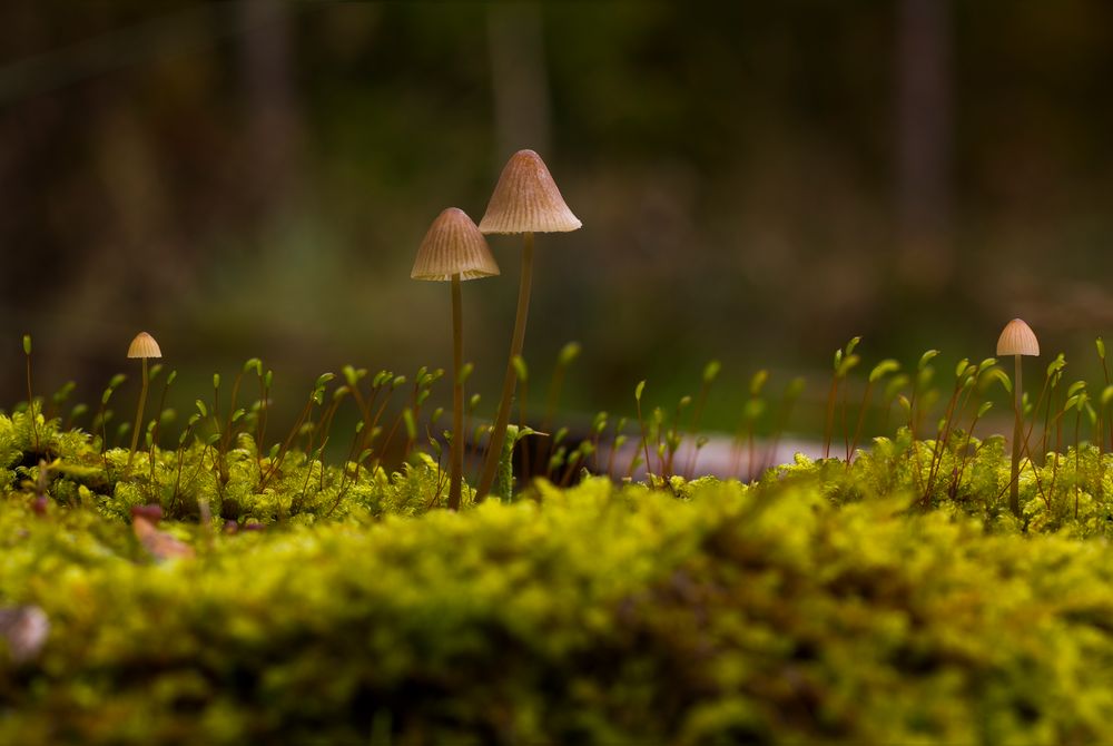 kleine Pilze Foto & Bild | pflanzen, pilze & flechten, pilze & flechten, fotos Bilder auf ...