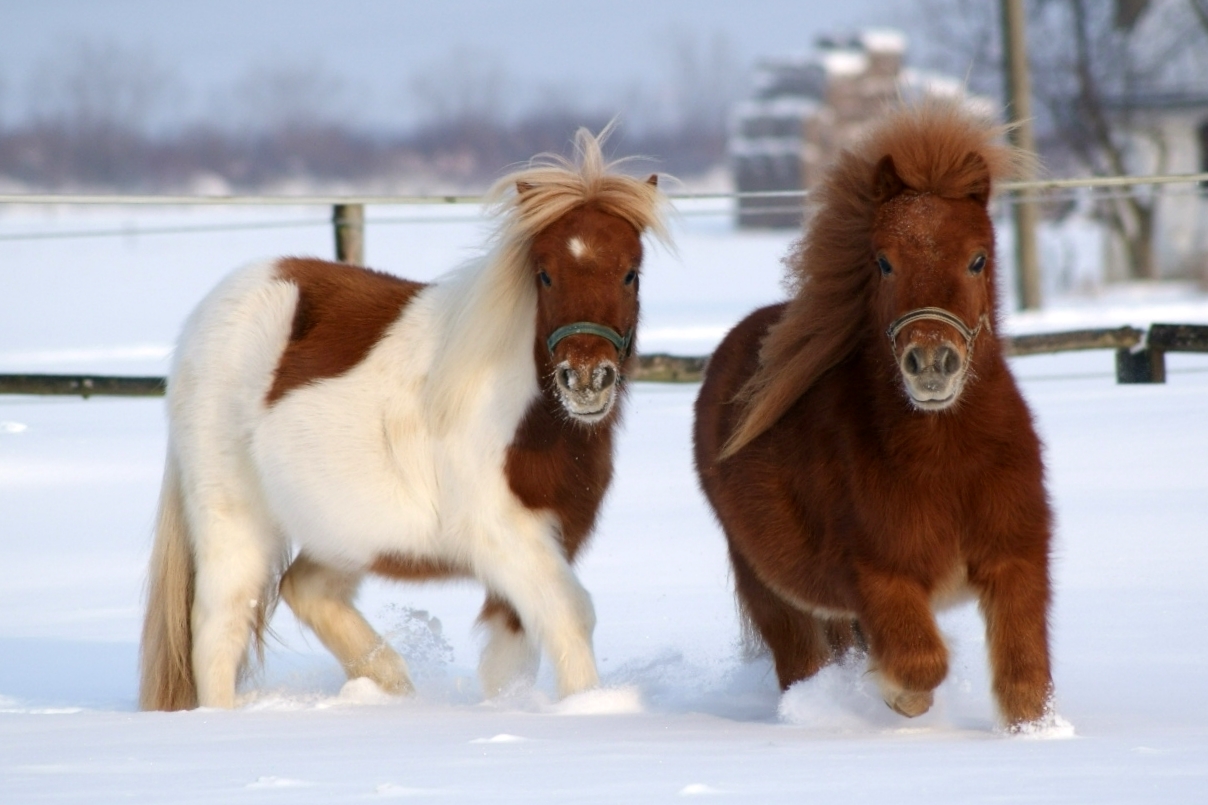Kleine Ponys ganz groß Foto & Bild | tiere, haustiere, pferde, esel ...