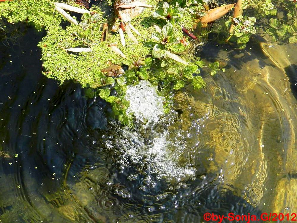 kleine Quelle Foto & Bild | landschaft, garten- & parklandschaften ...
