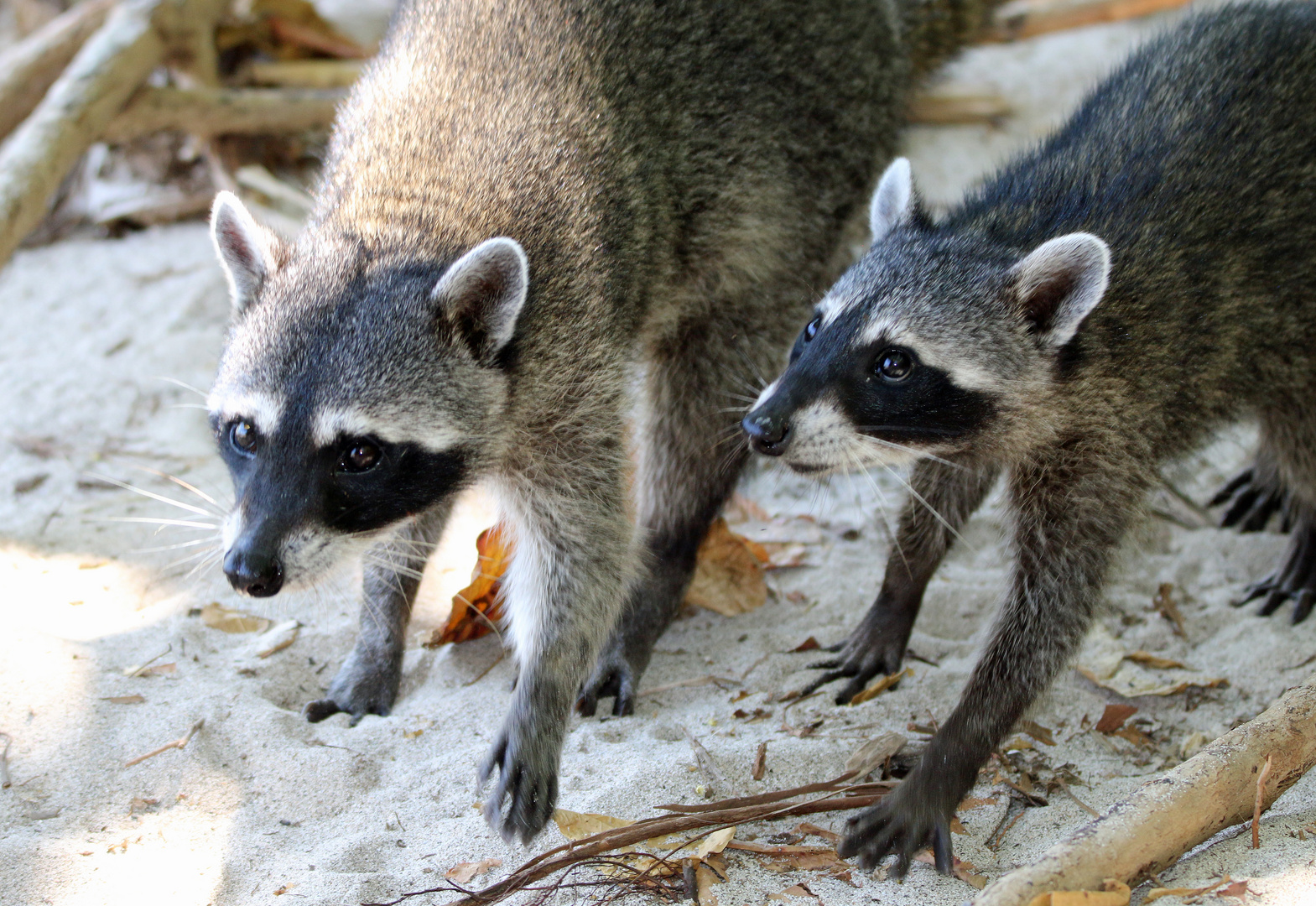 Kleine Räuber Foto & Bild | world, natur, strand Bilder auf fotocommunity