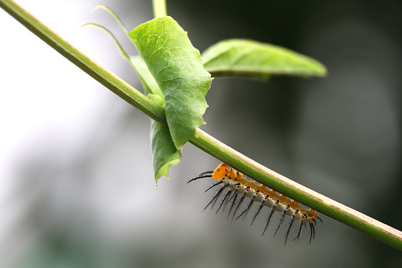 kleine Raupe Foto & Bild | makro, natur, drinnen Bilder auf fotocommunity