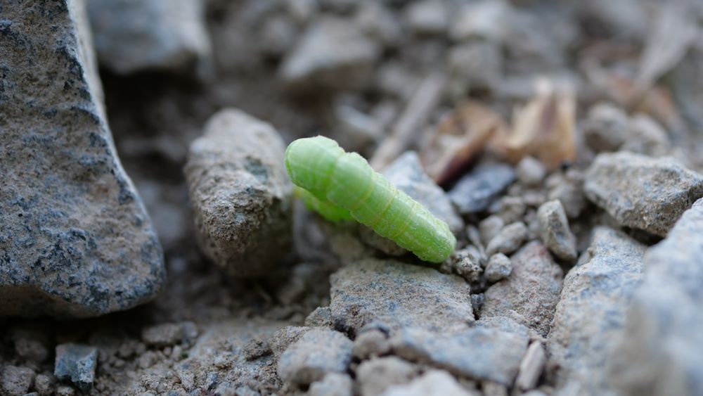 Kleine Raupe Foto & Bild | tiere, tierdetails, makro Bilder auf ...
