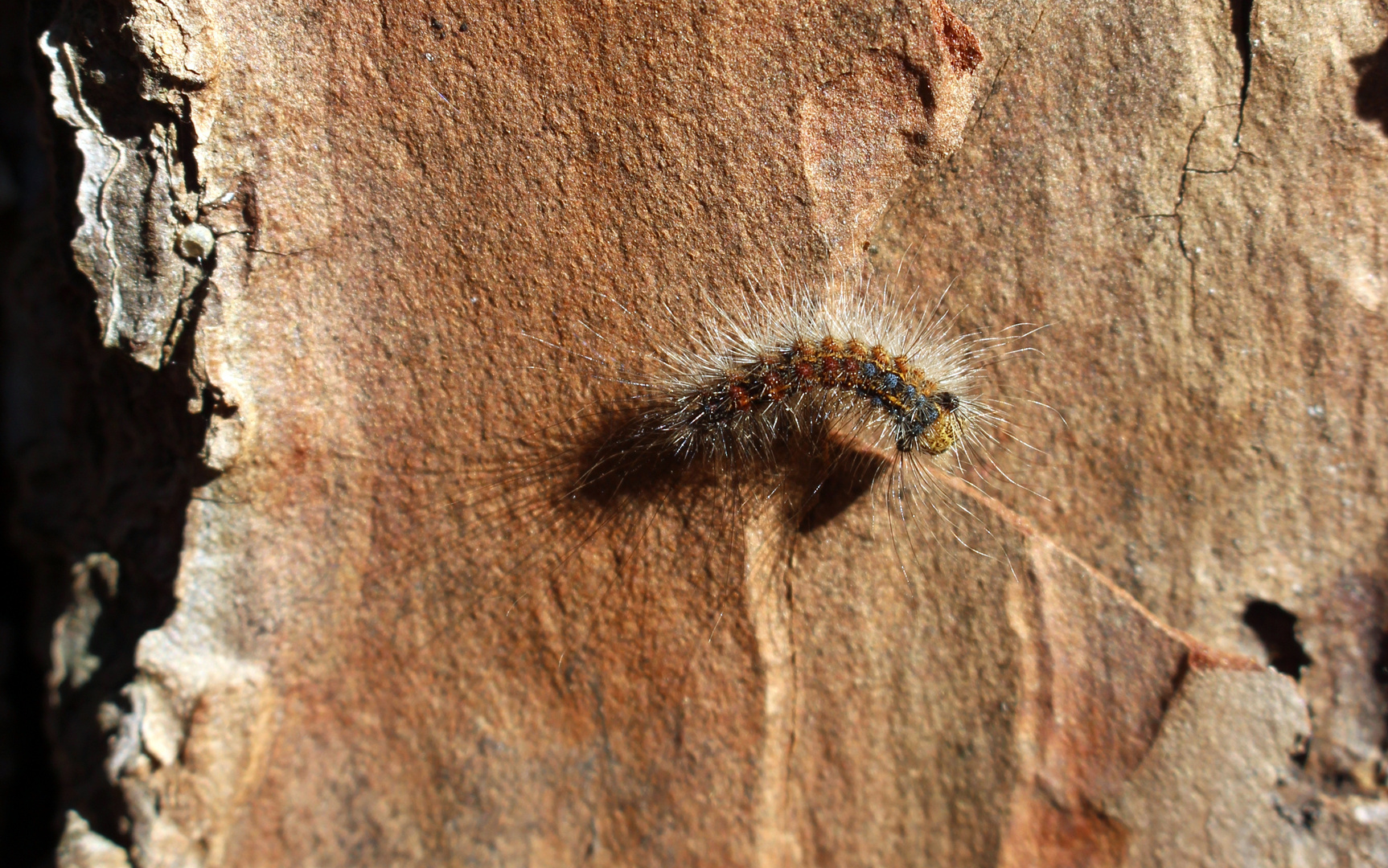 Kleine Raupe Foto & Bild | natur, insekten, tiere Bilder auf fotocommunity