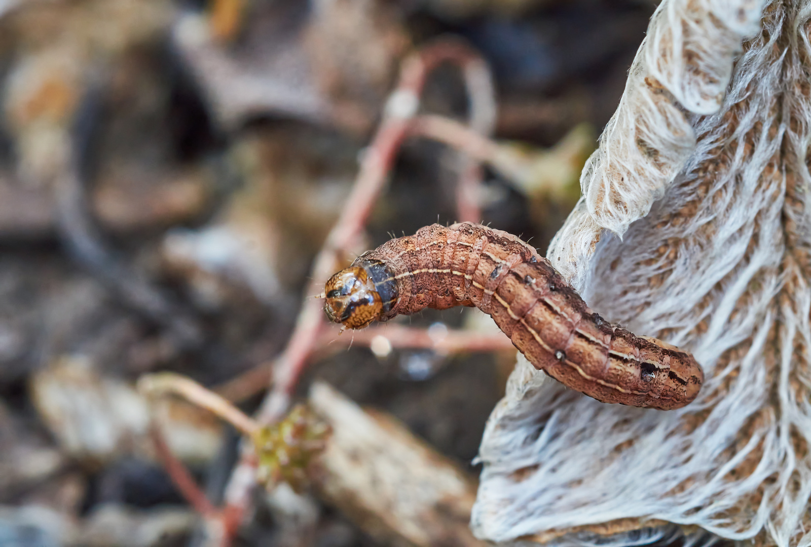 Kleine Raupe Foto & Bild | natur, insekten, tiere Bilder auf fotocommunity