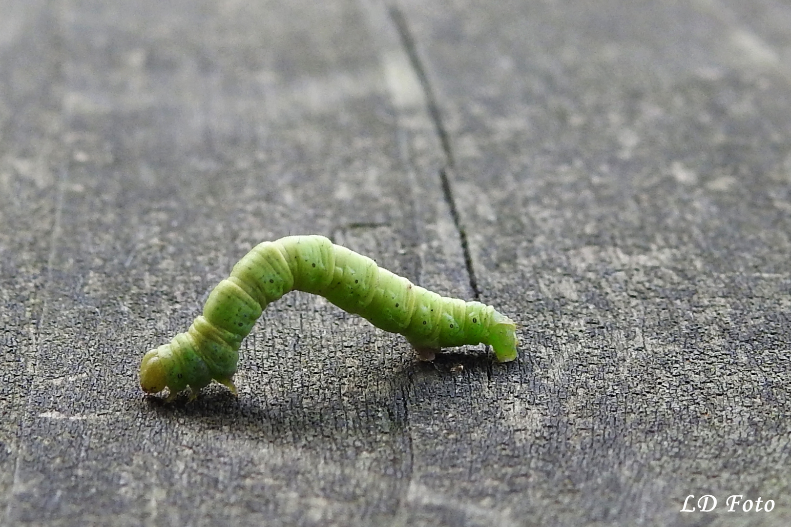 kleine Raupe Foto & Bild | tiere, wildlife, natur Bilder auf fotocommunity