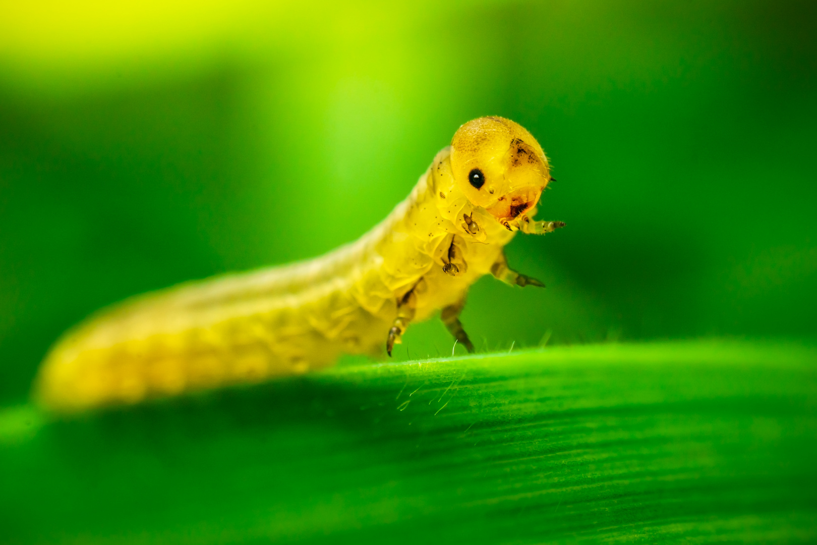 kleine Raupe Foto & Bild | tiere, fotos, natur Bilder auf fotocommunity