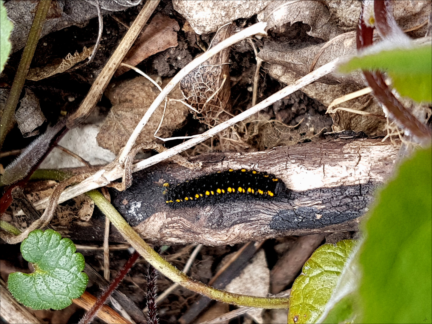 Kleine Raupe Foto & Bild | tiere, wildlife, schmetterlinge Bilder auf ...
