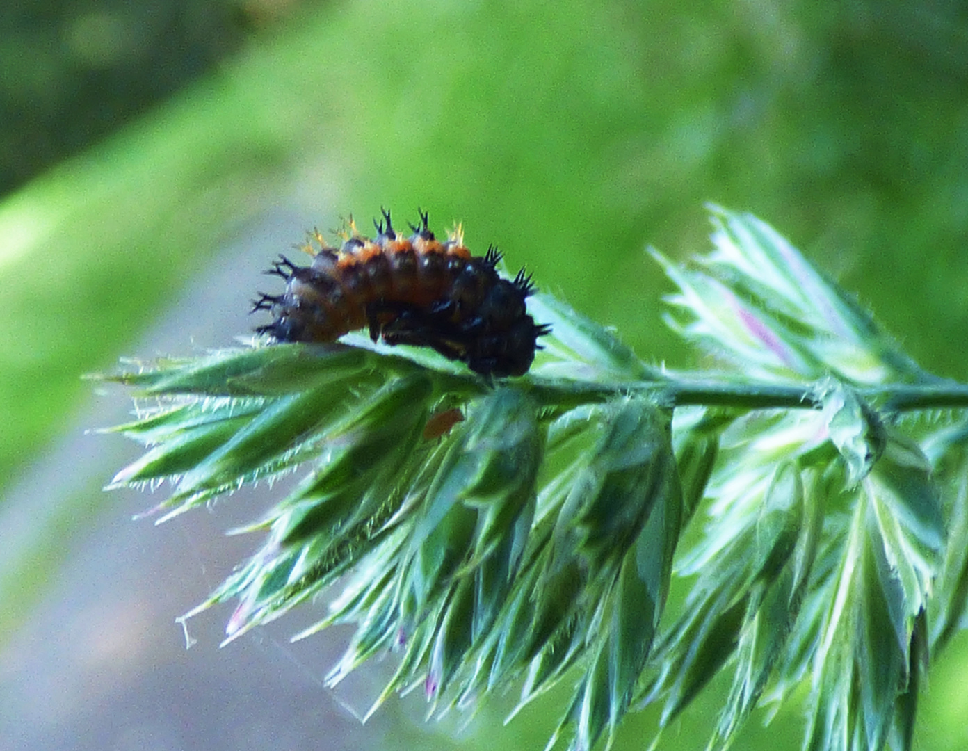 Kleine Raupe Foto & Bild | landschaft, fotos, natur Bilder auf ...
