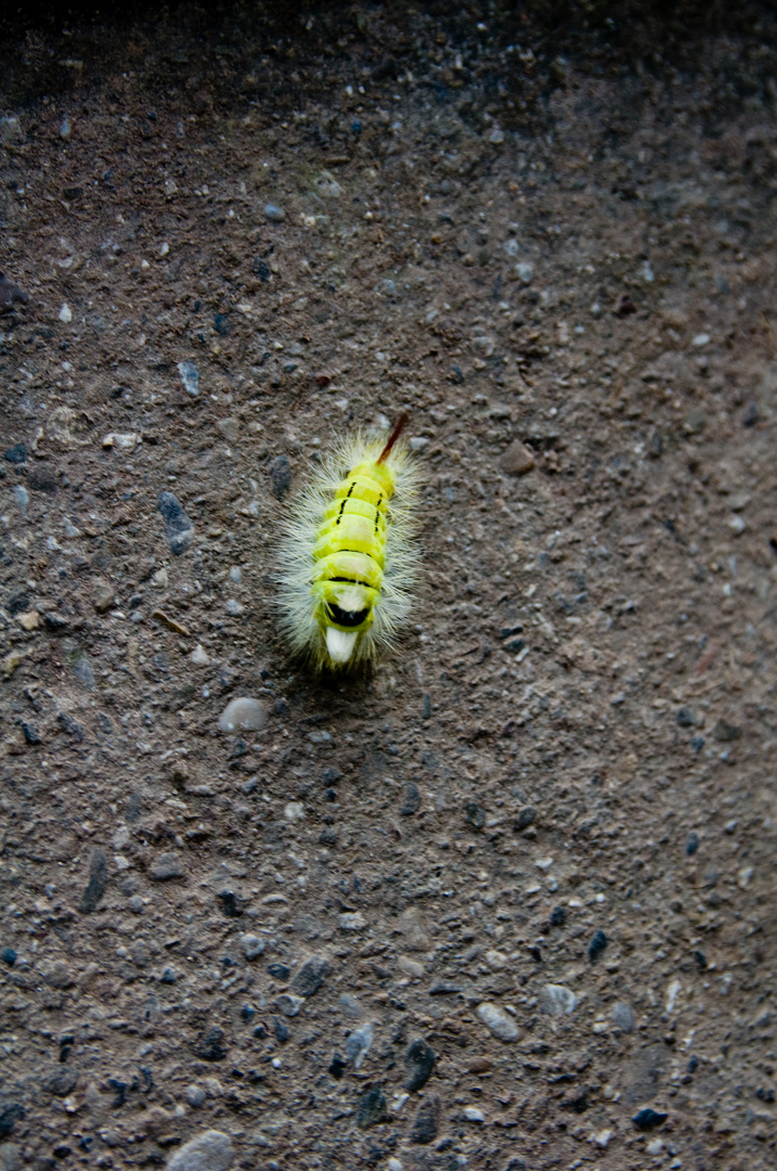 Kleine Raupe Nimmersatt Foto & Bild | natur, bayern, tiere Bilder auf ...