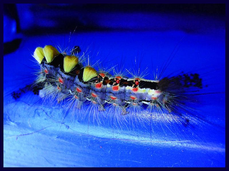 Kleine Raupe nimmersatt ? Foto & Bild | tiere, wildlife, schmetterlinge ...