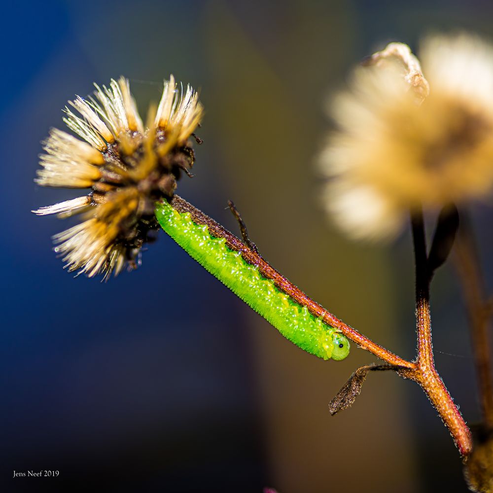 Kleine Raupe Nimmersatt Foto & Bild | konstruktive bildbesprechung ...