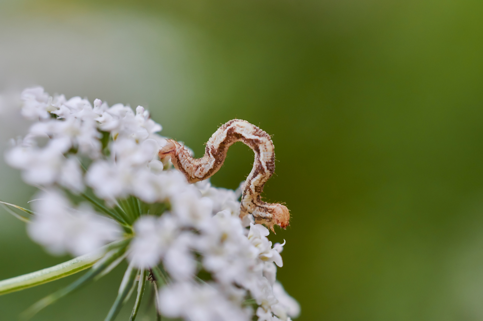 Kleine Raupe Nimmersatt Foto & Bild | natur, insekten, tiere Bilder auf ...
