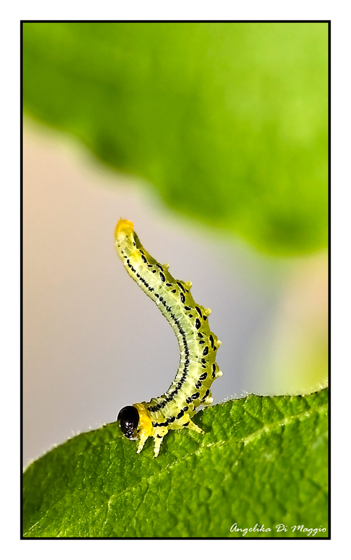 Kleine Raupe Nimmersatt Foto & Bild | tiere, wildlife, insekten Bilder ...