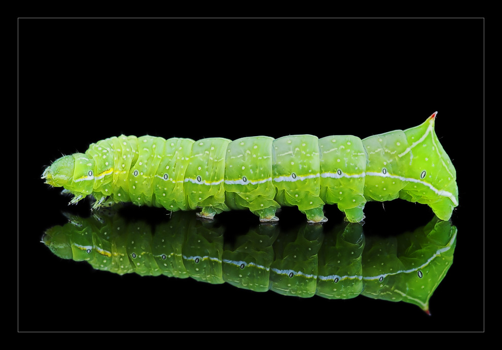 kleine Raupe Nimmersatt Foto & Bild | tiere, wildlife, insekten Bilder ...