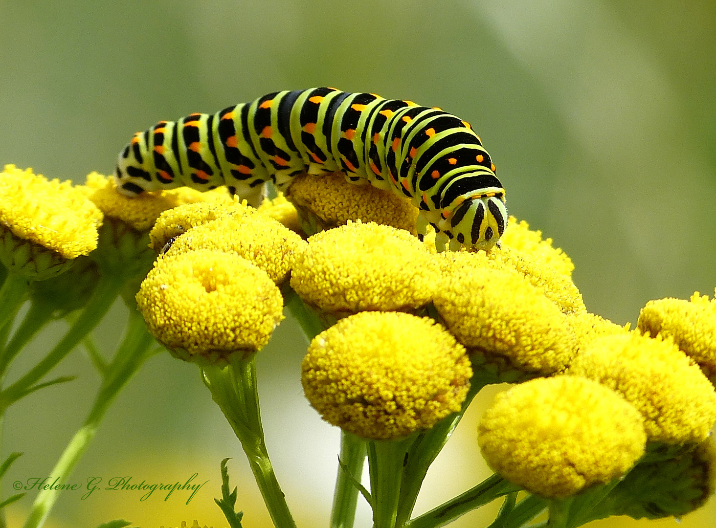kleine Raupe vom Schwalbenschwanz Foto & Bild | natur, schmetterling ...