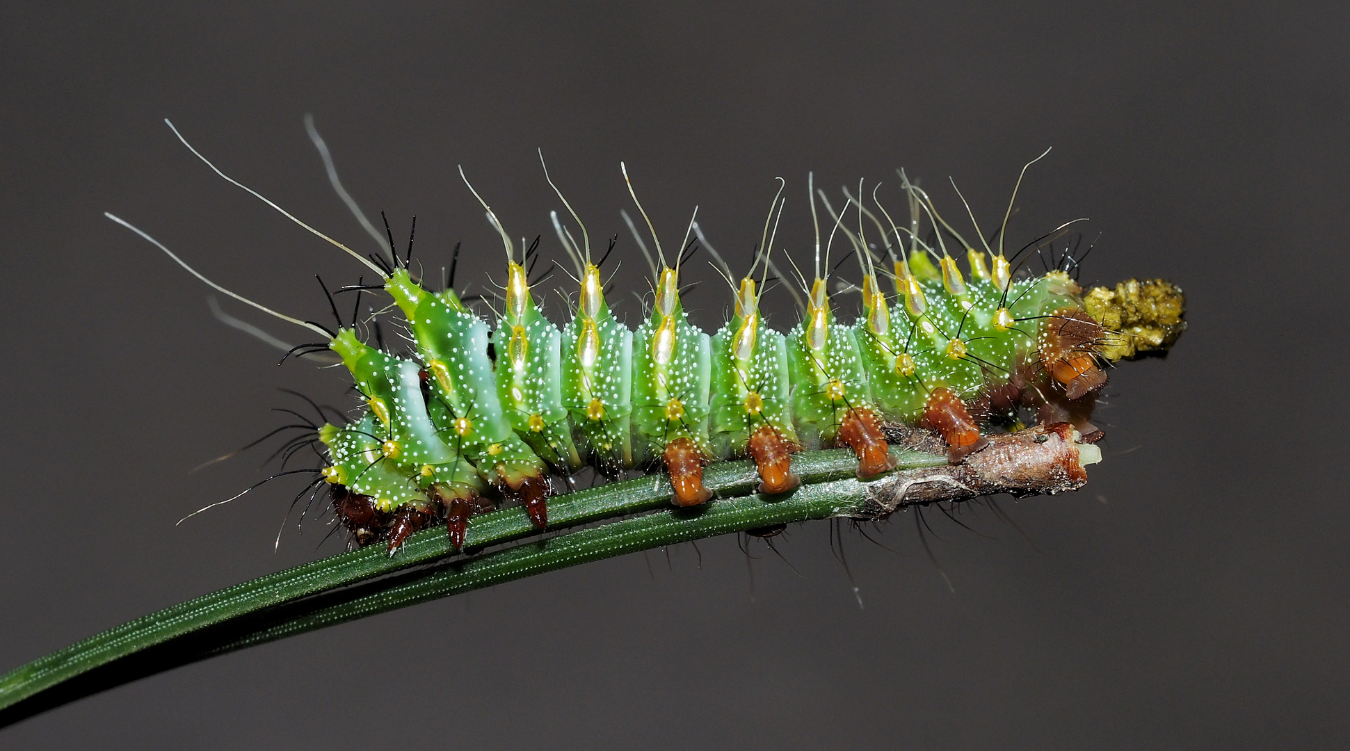 Kleine Raupen machen große Haufen ... Foto & Bild | fotos, makro, natur ...