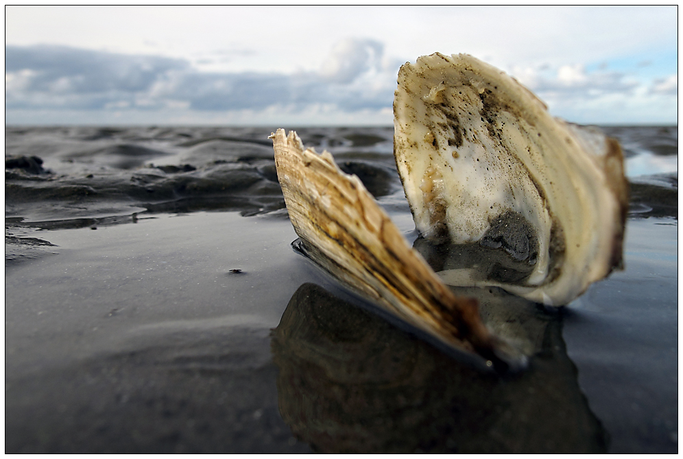 Kleine "Riesen"-Muschel Foto & Bild | landschaft, meer & strand, watt ...