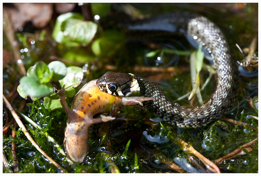 Kleine Ringelnatter erbeutet Teichmolch Foto & Bild | tiere, wildlife ...
