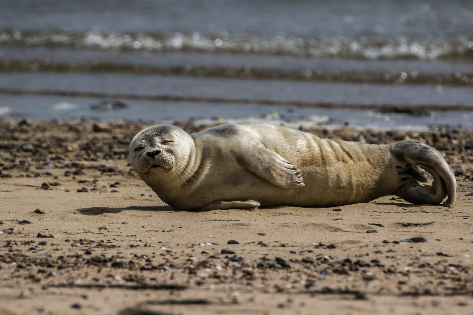 kleine Robbe Foto & Bild | meer, natur, strand Bilder auf fotocommunity