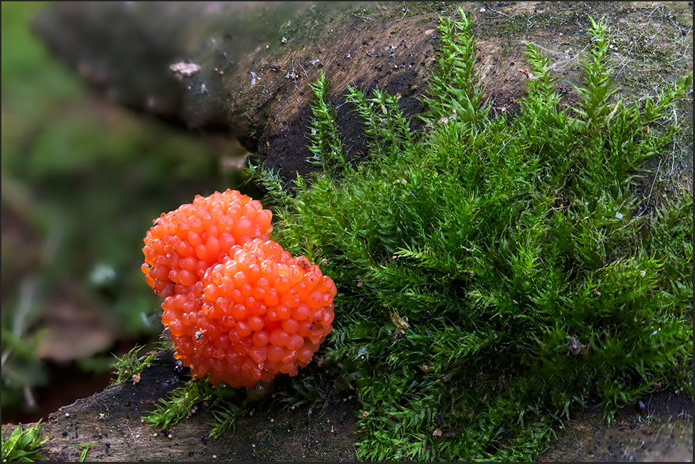 Kleine rote Beeren im Moos.. Foto & Bild | pflanzen, pilze & flechten, pilze & flechten, pilze ...