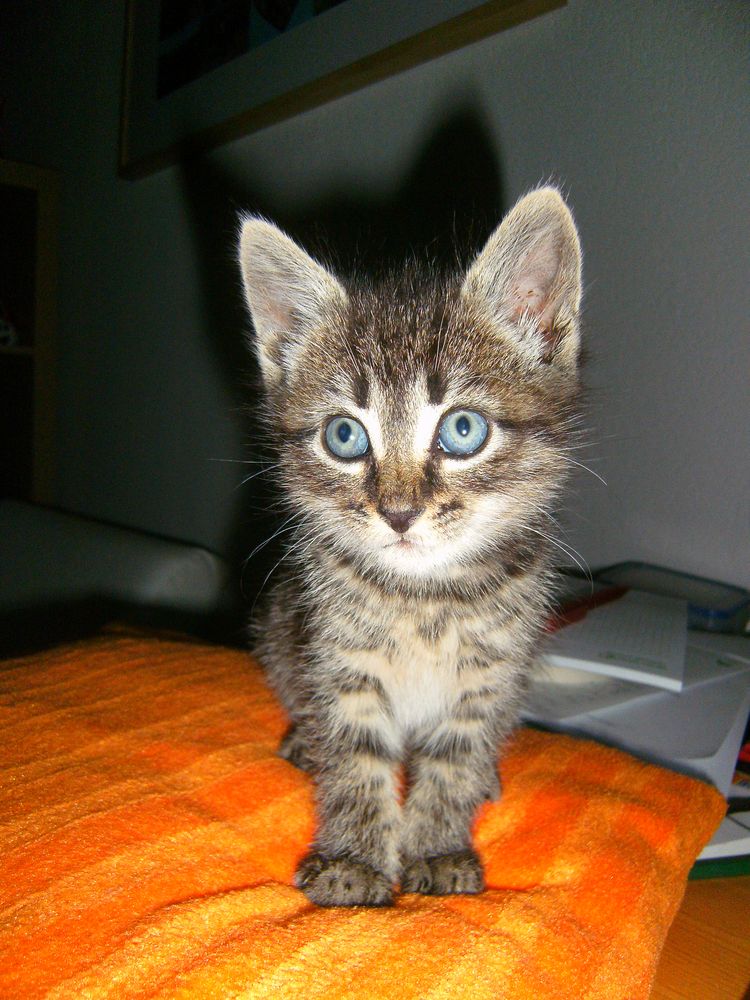 Kleine schielende Katze Foto & Bild | tiere, haustiere, katzen Bilder auf fotocommunity