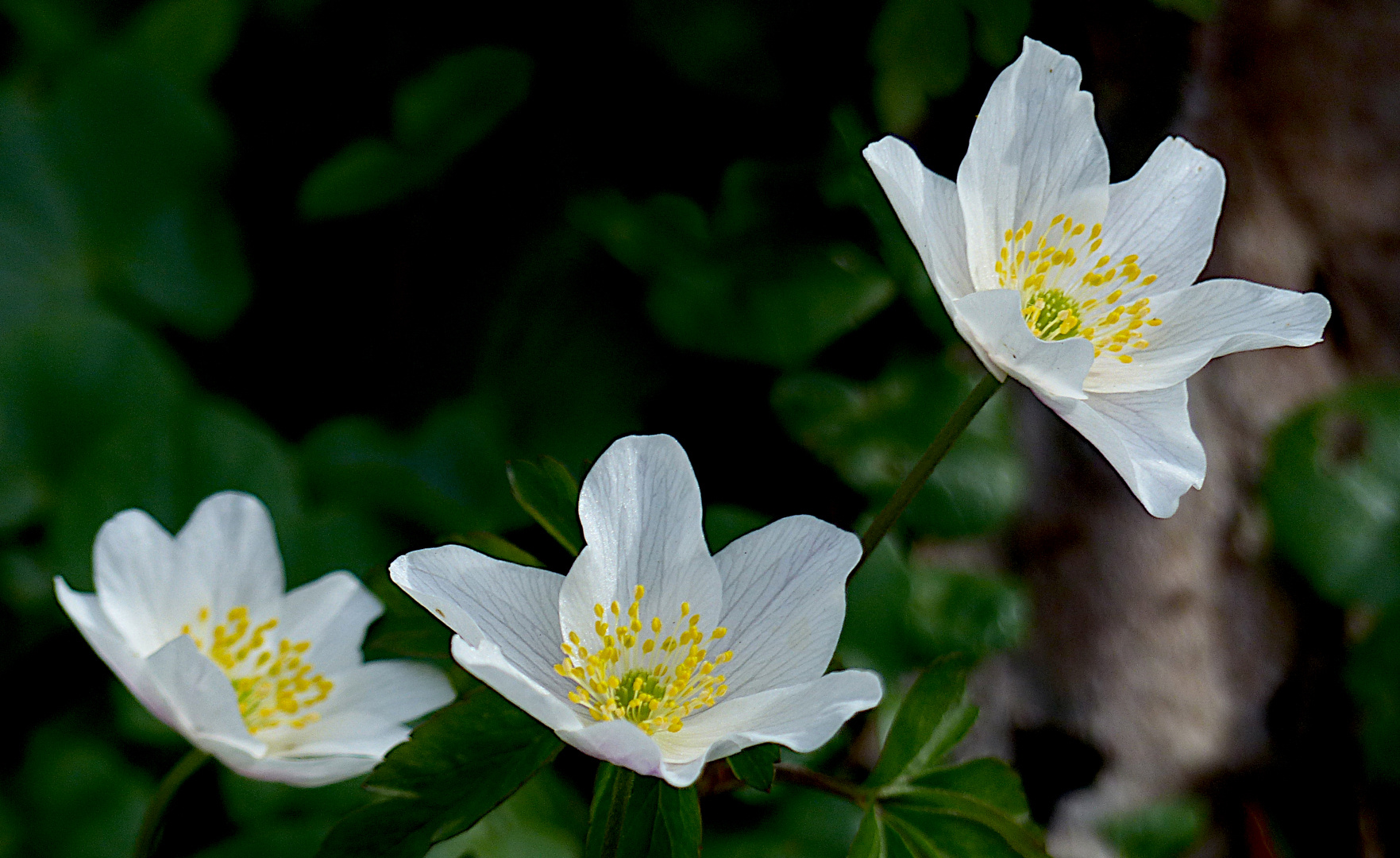 Kleine Schönheiten Foto & Bild | stillleben, pflanzen, pilze & flechten, blüten- & kleinpflanzen ...