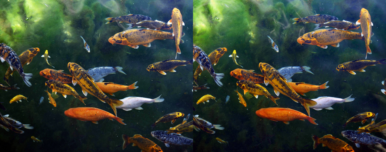 kleine und große Fische (3D X-view Kreuzblick stereo ) Foto & Bild | europe, hungary ...