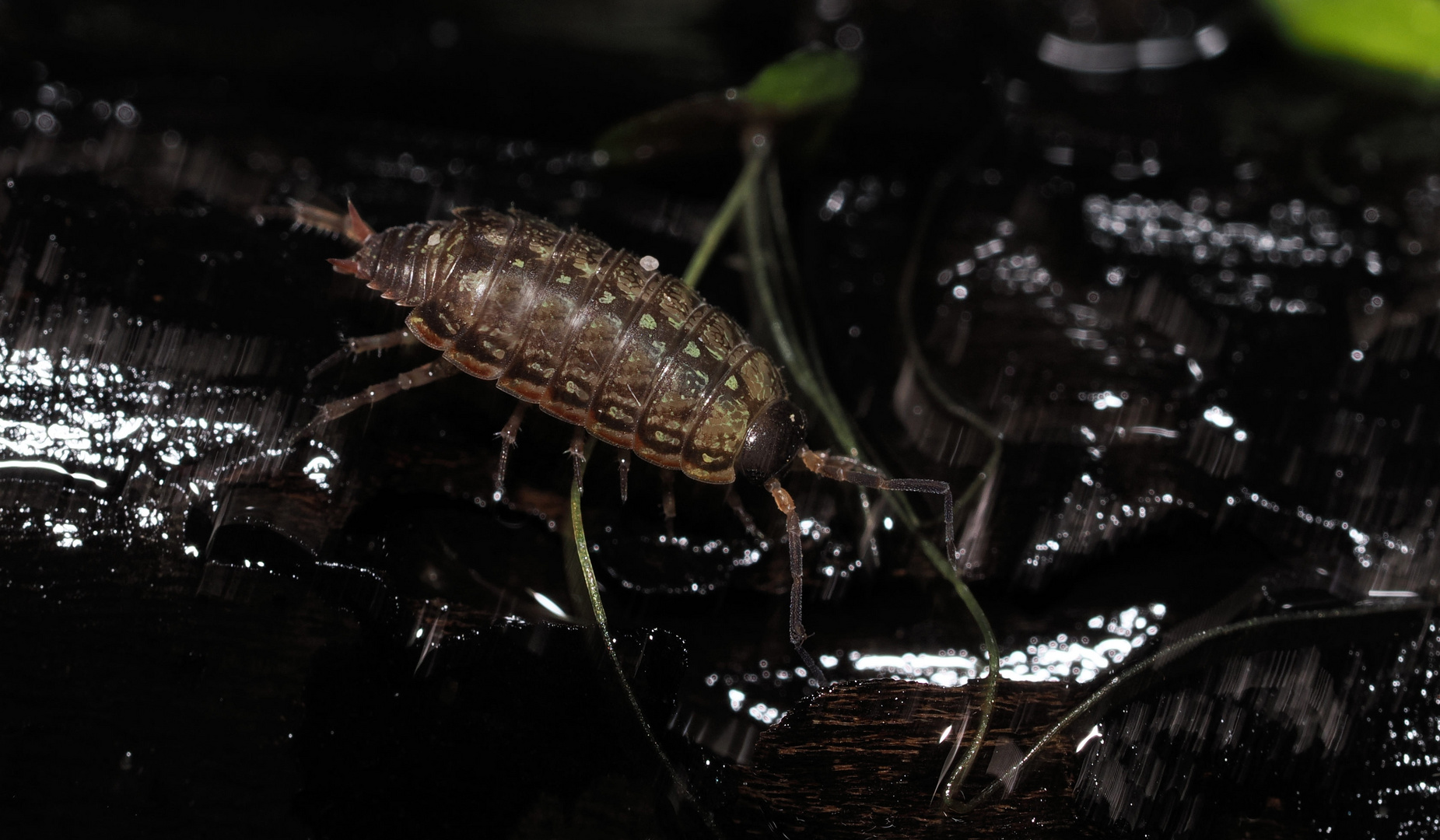 Kleine versteckte Assel Foto & Bild | natur, tier, tiere Bilder auf ...