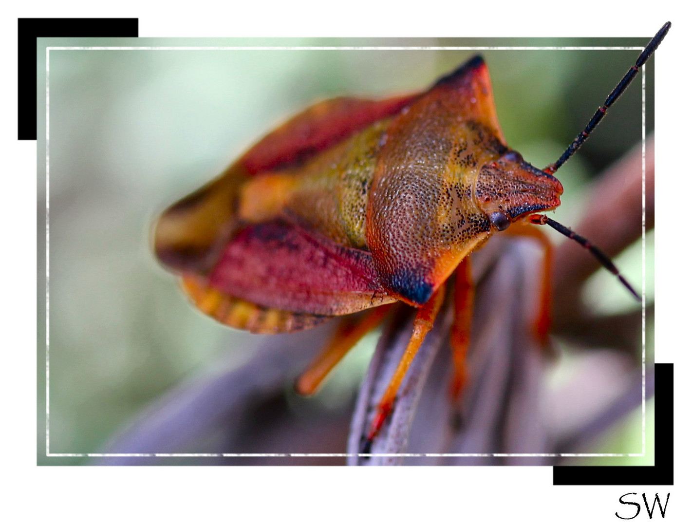 Kleine Wanze - ganz groß! Foto & Bild | tiere, wildlife, insekten ...